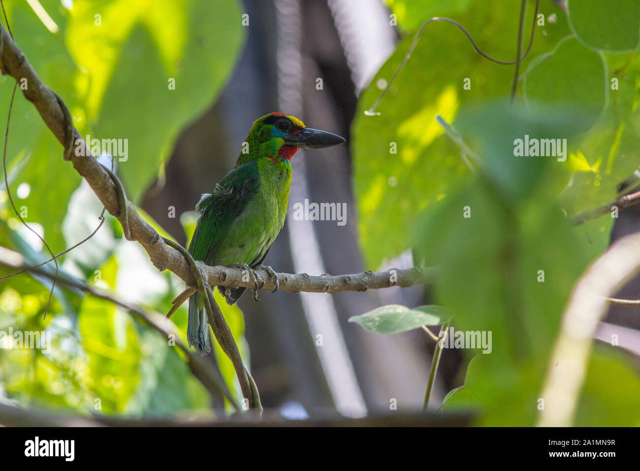 Red-throated Barbet (Megalaima mystacophanos Stock Photo - Alamy