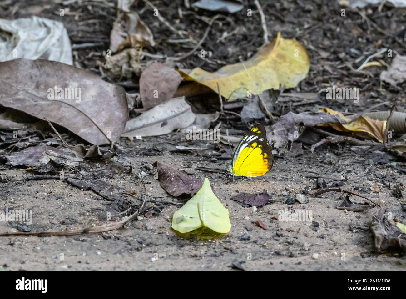 Cepora hi-res stock photography and images - Alamy