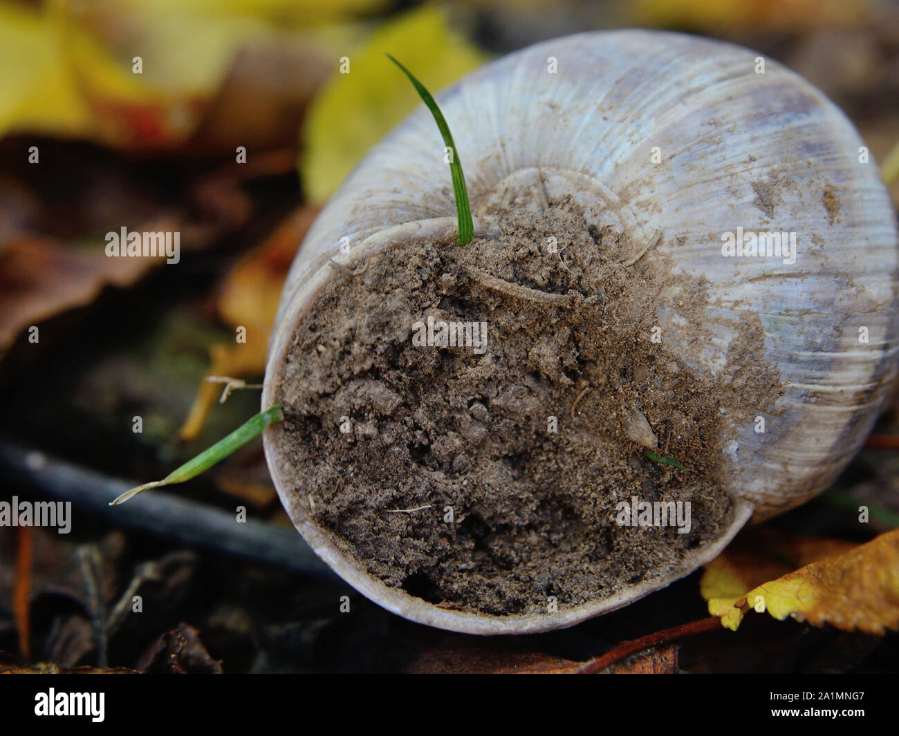 Grass growing in snail shell Stock Photo - Alamy