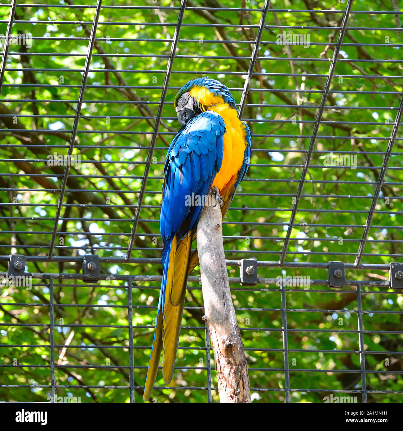 parrot macaw in the zoo enclosure Stock Photo - Alamy