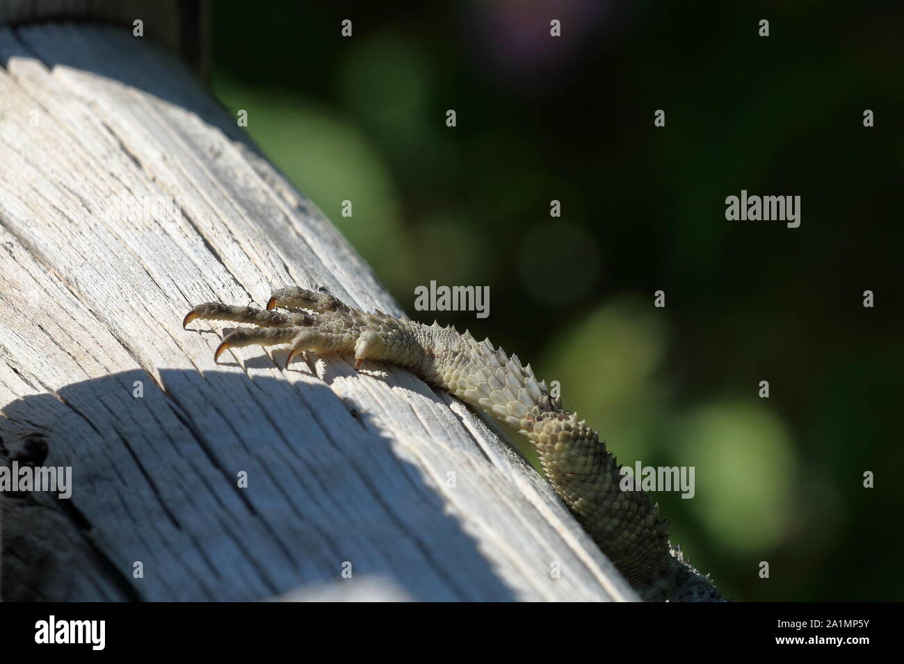 Lizard claw hi-res stock photography and images - Alamy