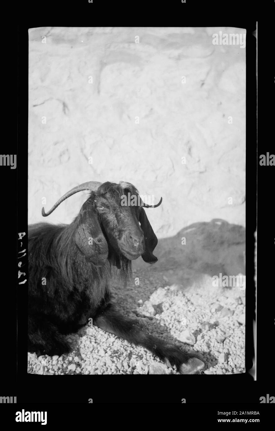 One goat (close up) 'scape goat' [Sheikh Jarrah] Stock Photo - Alamy