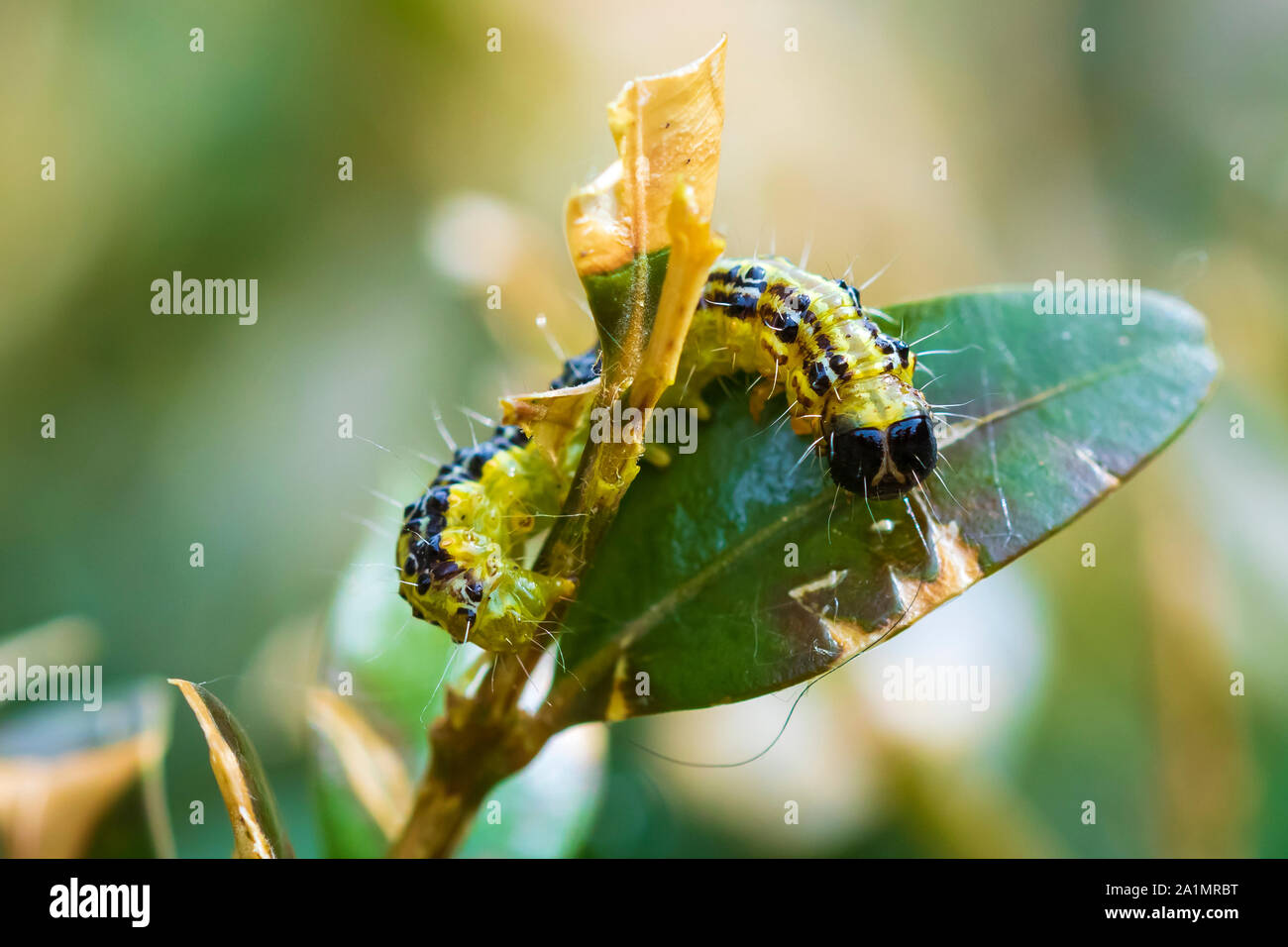 Box tree moth, Cydalima perspectalis, an invasive species in Europe and ...