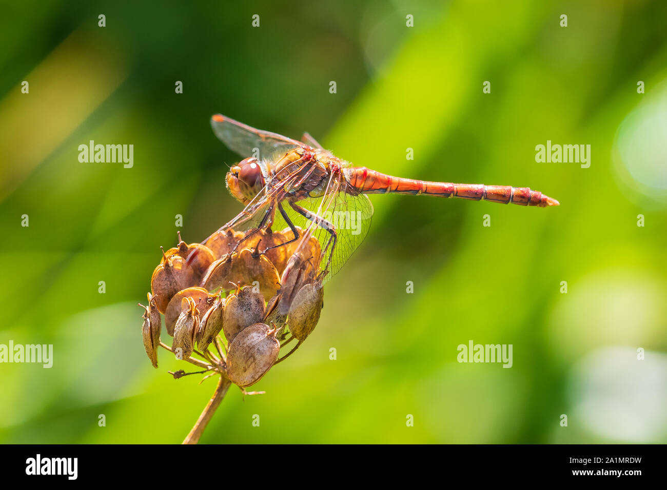 Sympetrum striolatum Common Darter wings spread he is drying his wings ...