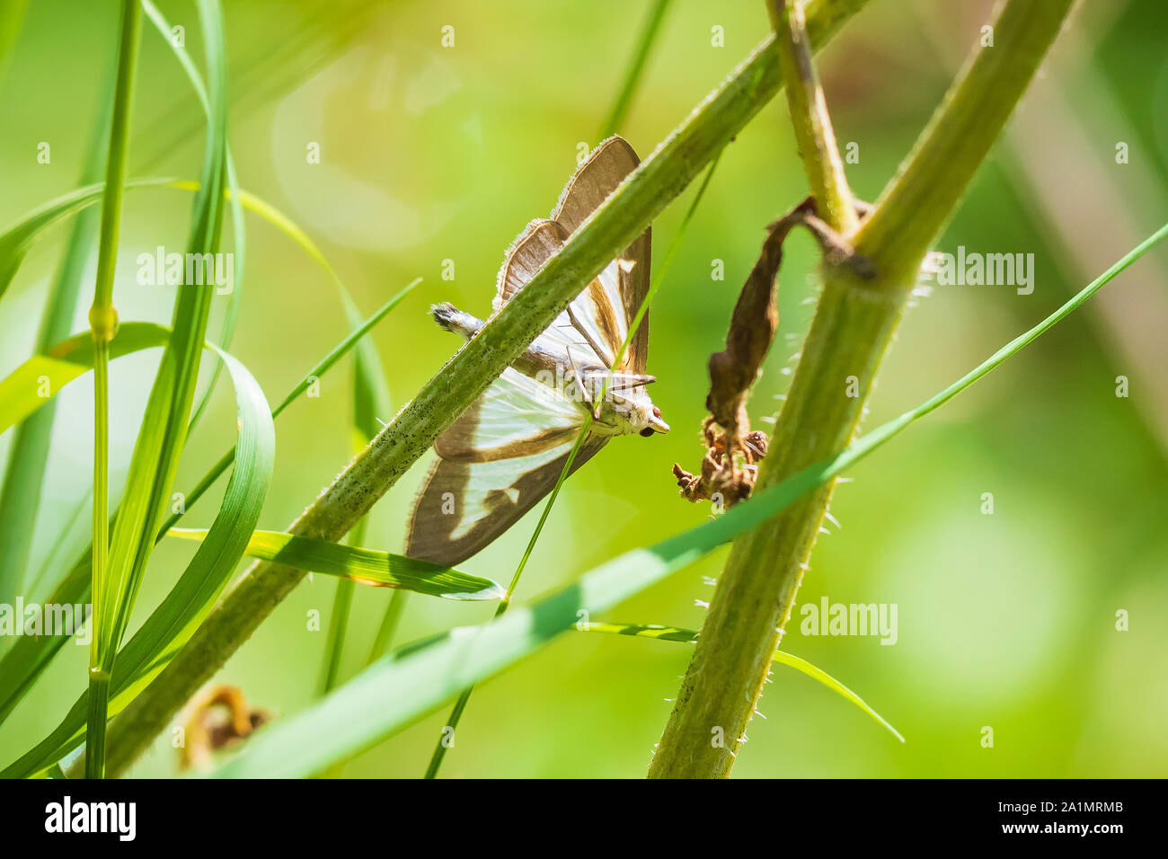Cydalima perspectalis, Box tree moth an invasive species in Europe and ...
