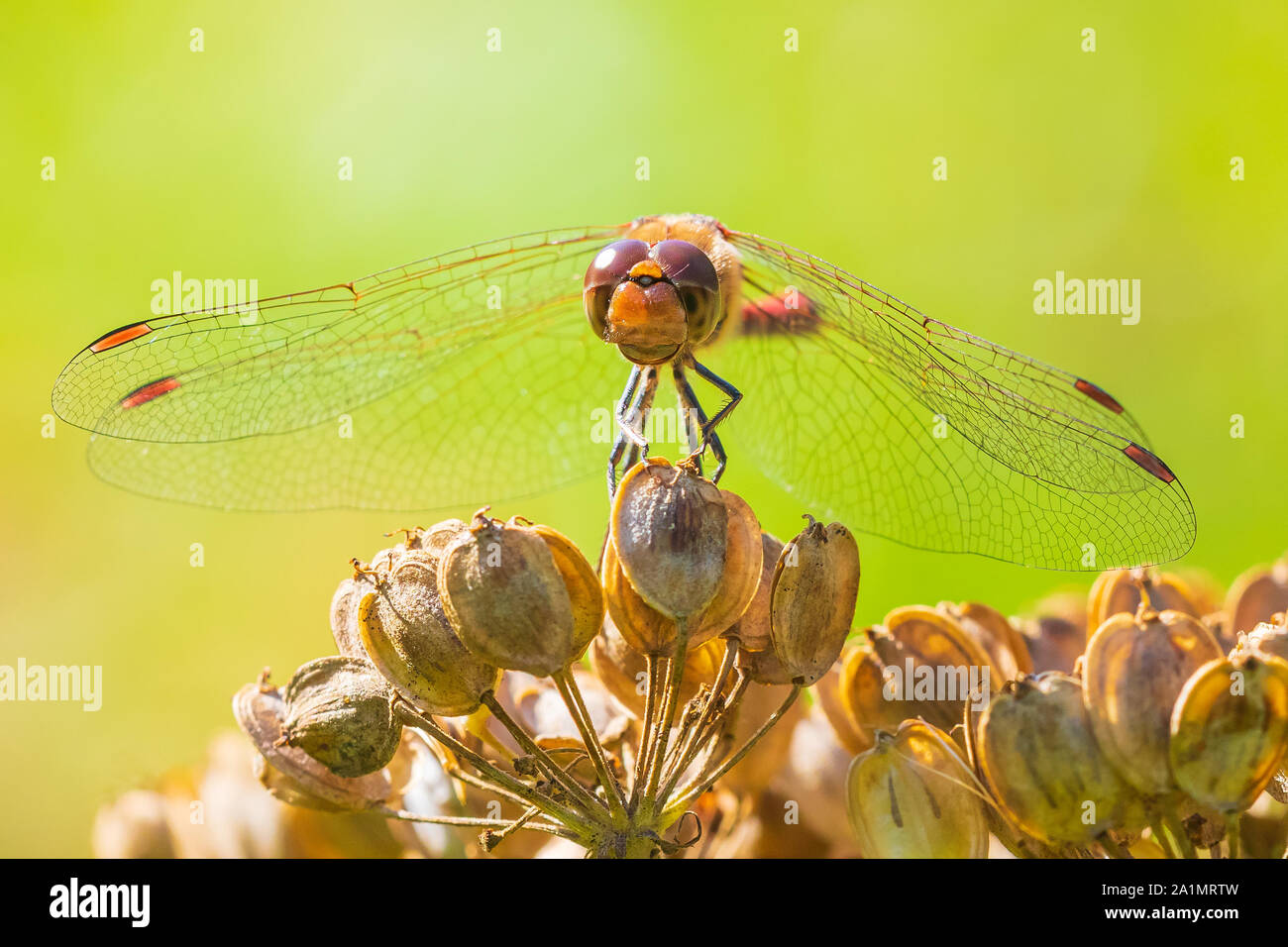 Sympetrum vulgatum, vagrant darter or moustached darter front view ...