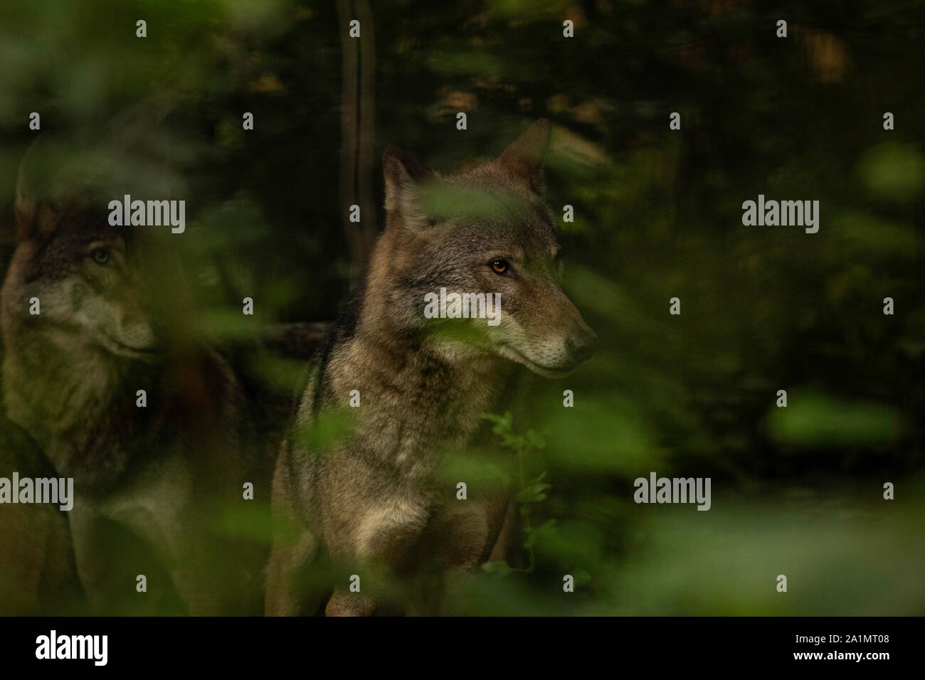 Eurasian style hi-res stock photography and images - Alamy