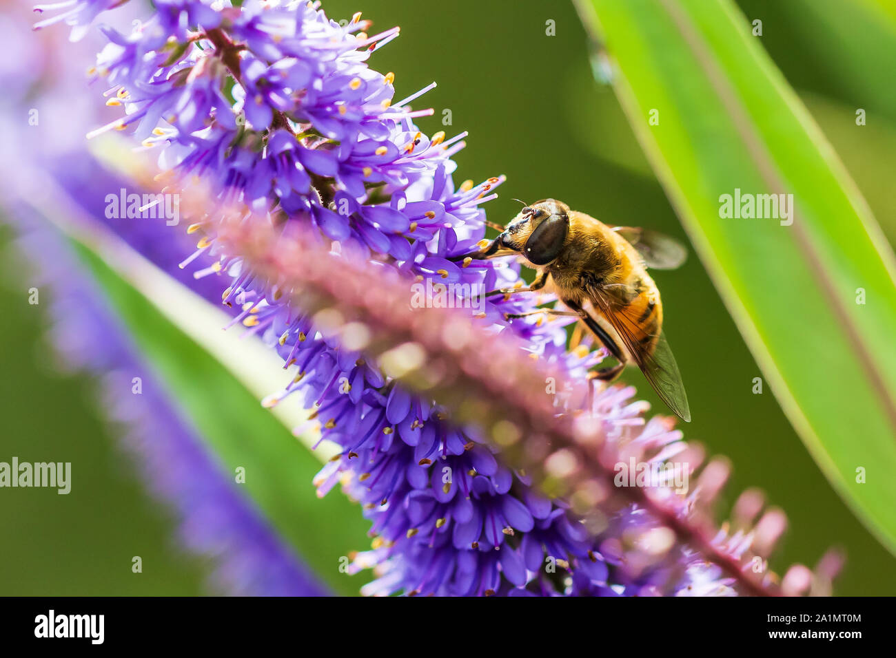 Drone fly insect hi-res stock photography and images - Alamy