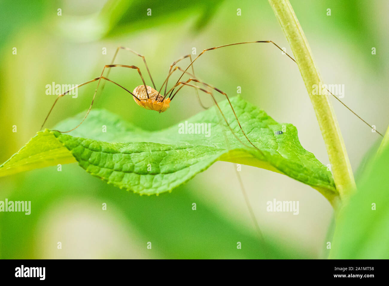 Opilio Canestrinii High Resolution Stock Photography and Images - Alamy