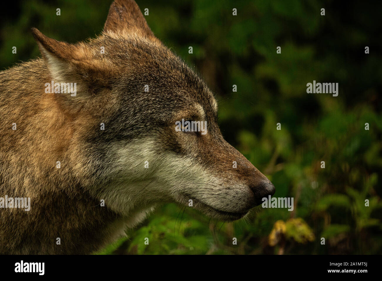 Eurasian style hi-res stock photography and images - Alamy