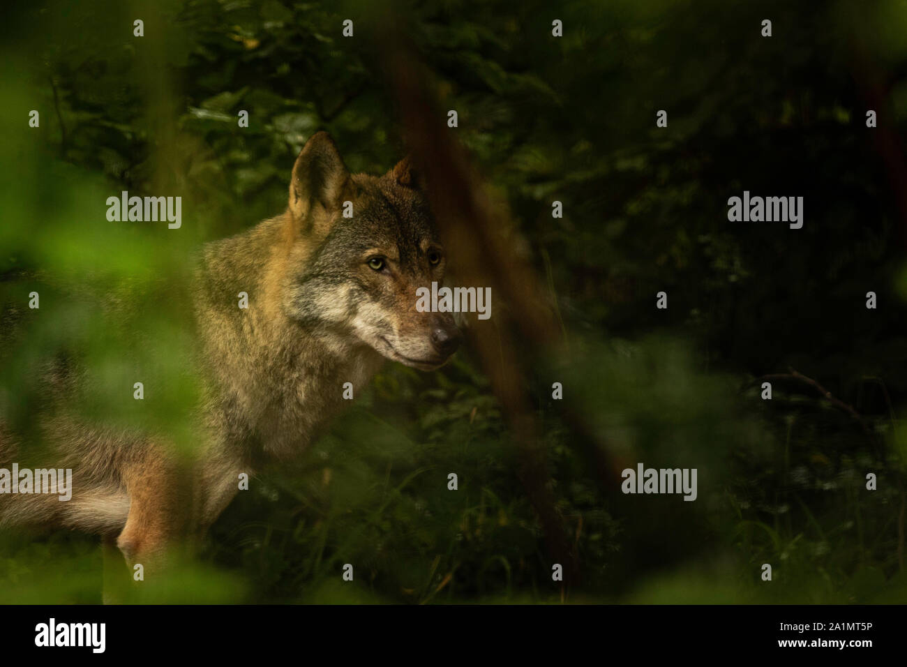 Eurasian grey wolf uk hi-res stock photography and images - Alamy