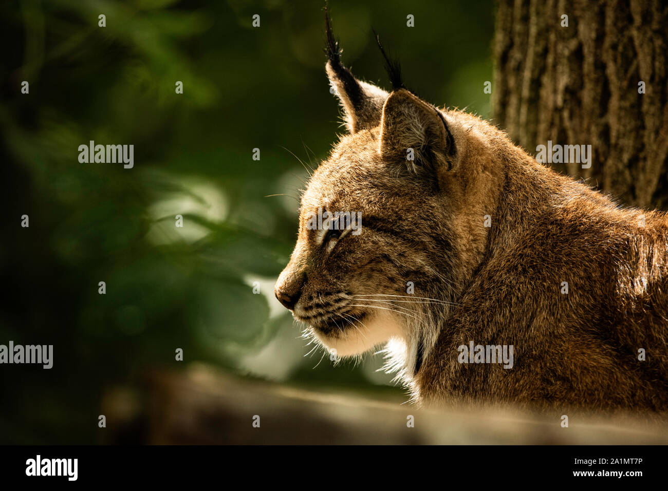 Lynx on display hi-res stock photography and images - Alamy