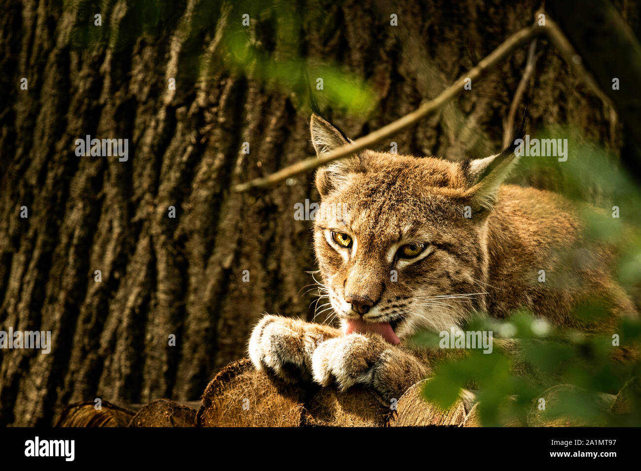 Lynx on display hi-res stock photography and images - Alamy