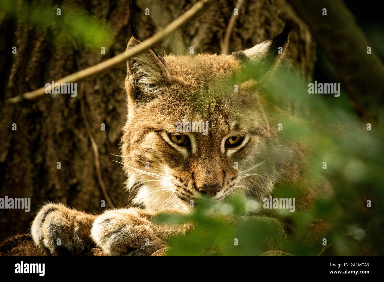 Lynx on display hi-res stock photography and images - Alamy