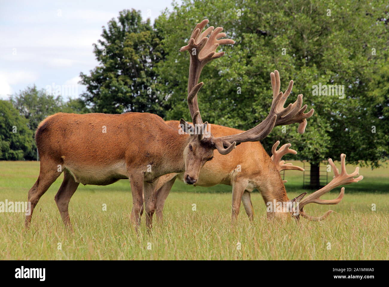 Beautiful deers hi-res stock photography and images - Alamy