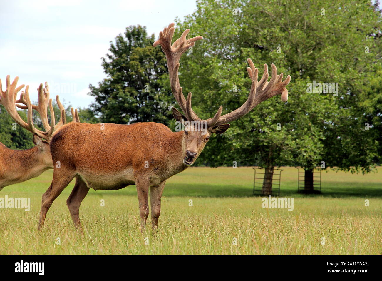Beautiful deers hi-res stock photography and images - Alamy