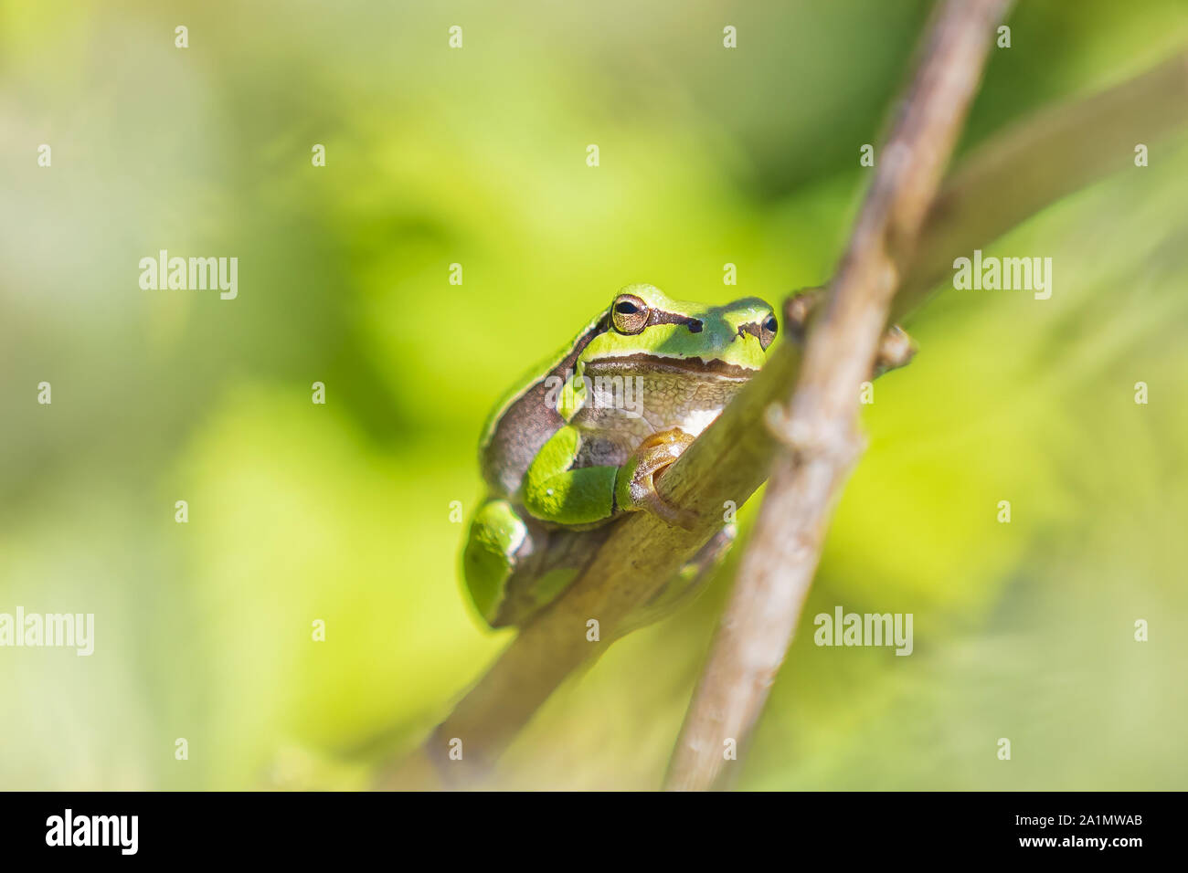 Closeup of a small European tree frog Hyla arborea, Rana arborea ...