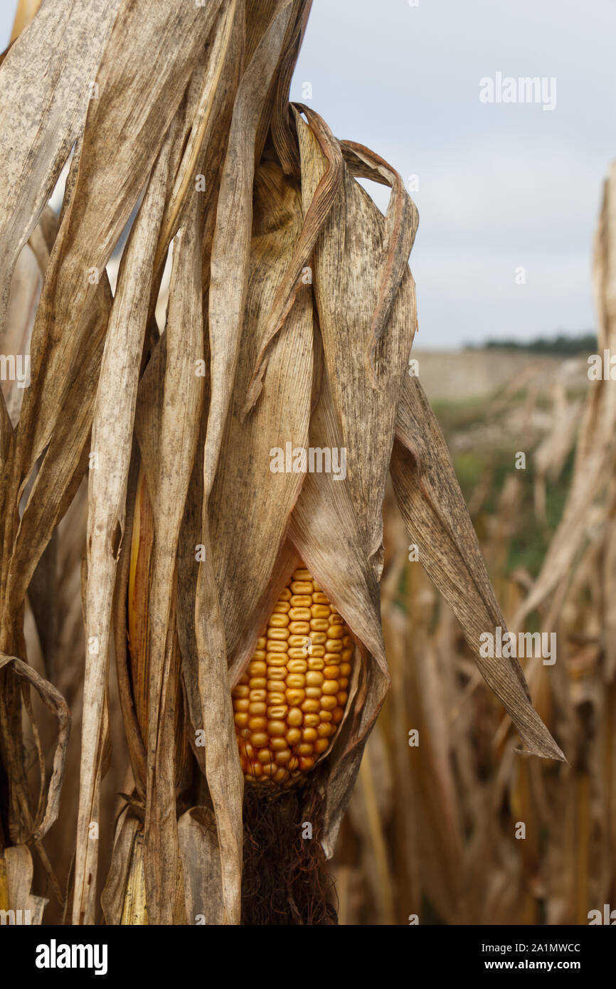 Corn ear just before the harvest in Brittany Stock Photo - Alamy