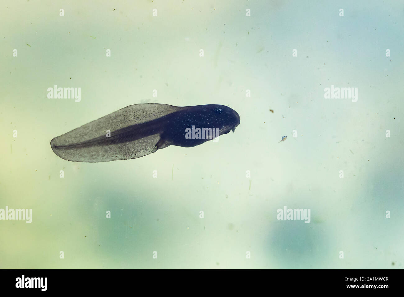 Tadpole metamorphosis hi-res stock photography and images - Alamy