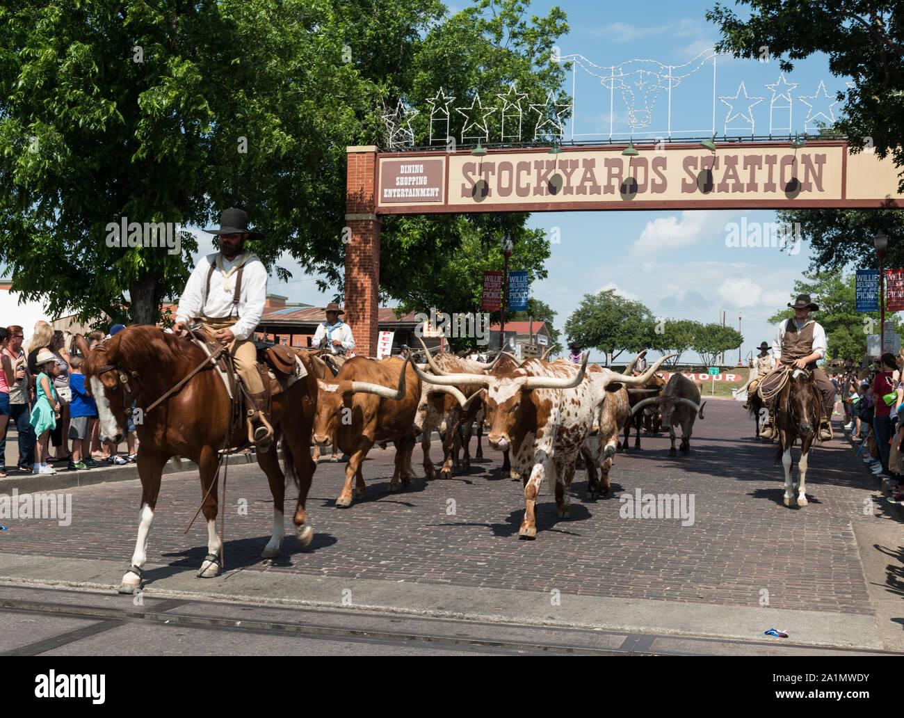 One of the twice-daily parades of longhorn steers (for tourists ...