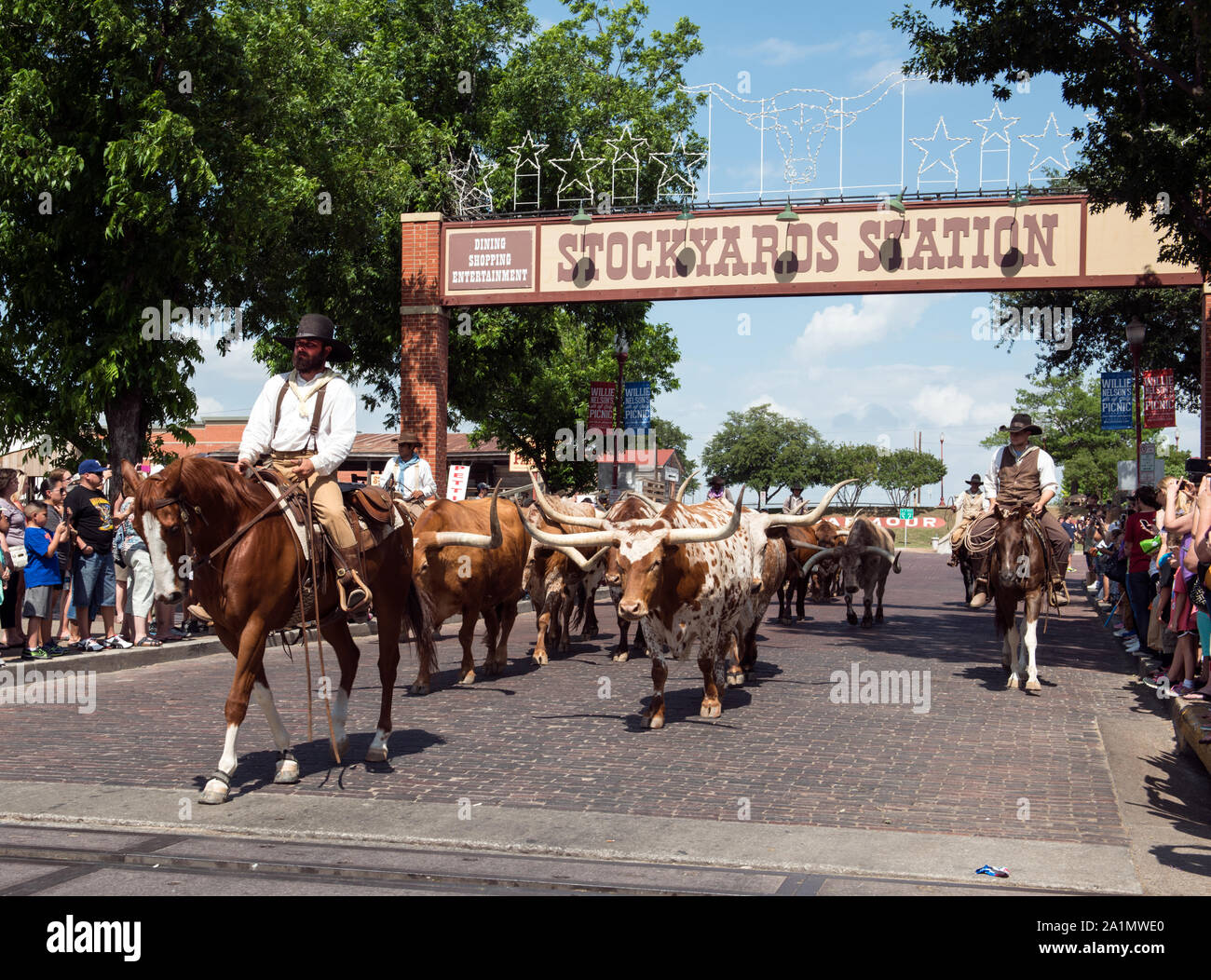 Texas longhorn cattle street hi-res stock photography and images - Alamy