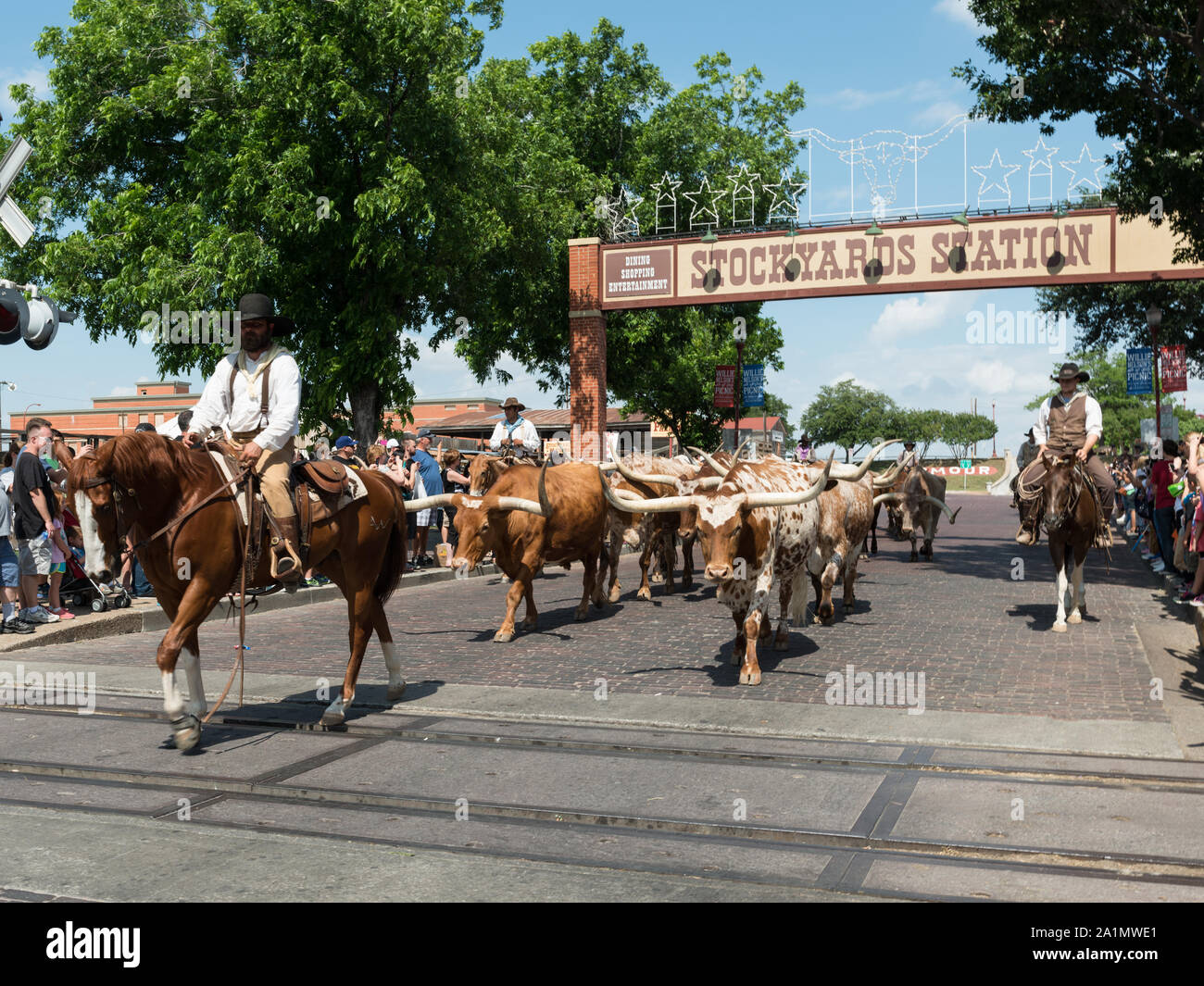 Texas longhorn cattle street hi-res stock photography and images - Alamy
