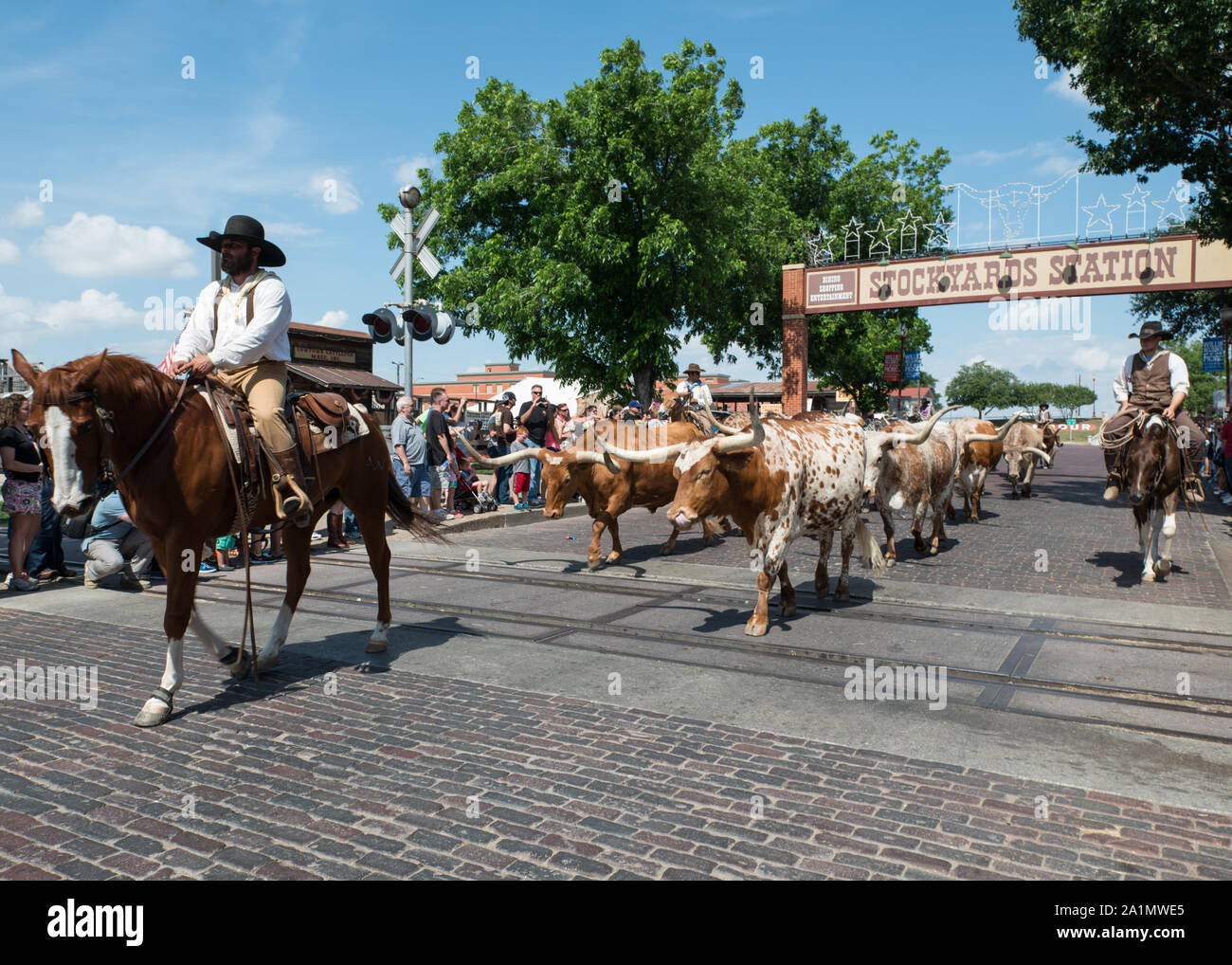 One of the twice-daily parades of longhorn steers (for tourists ...