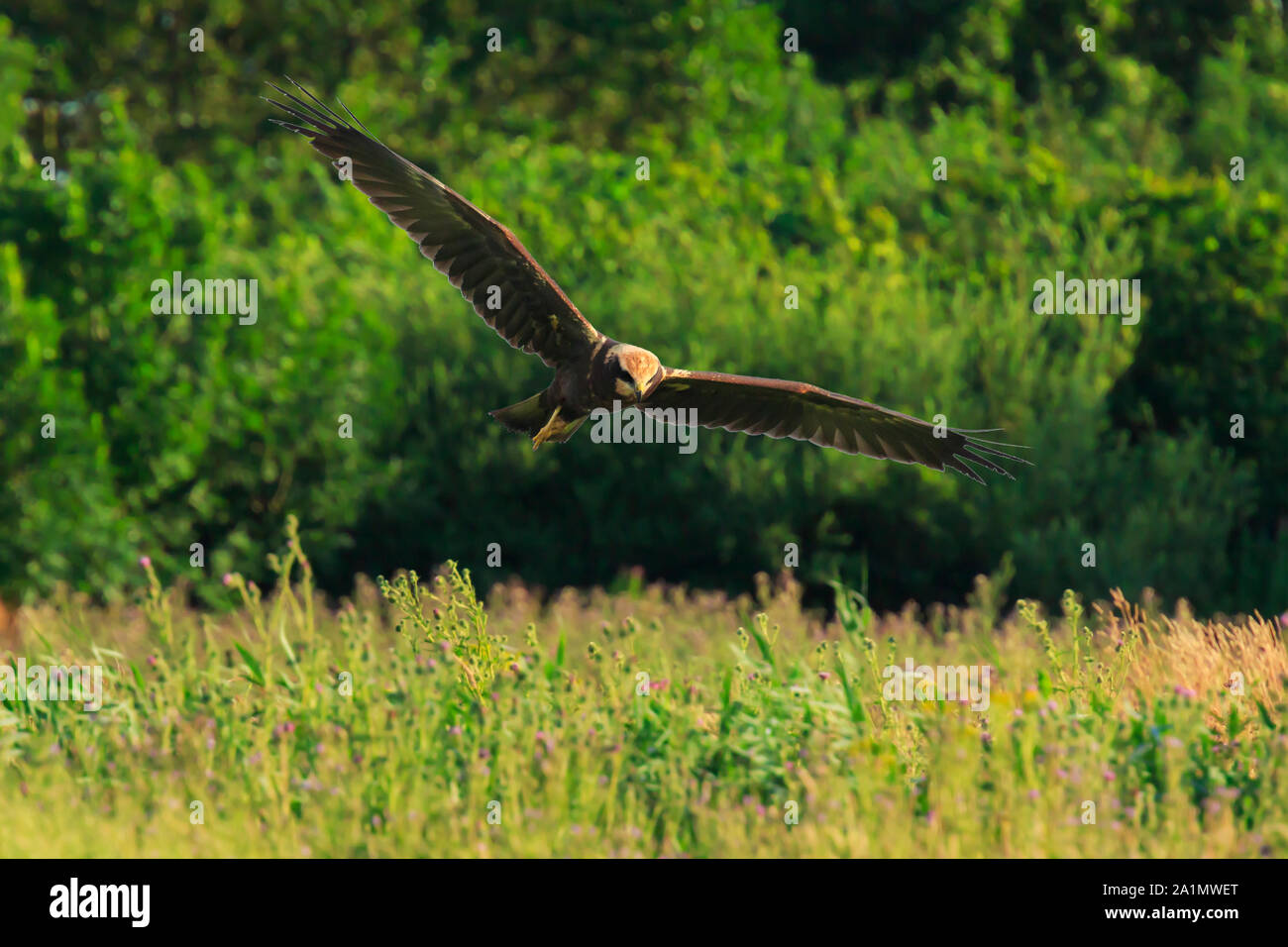 Female marsh hawk hi-res stock photography and images - Alamy