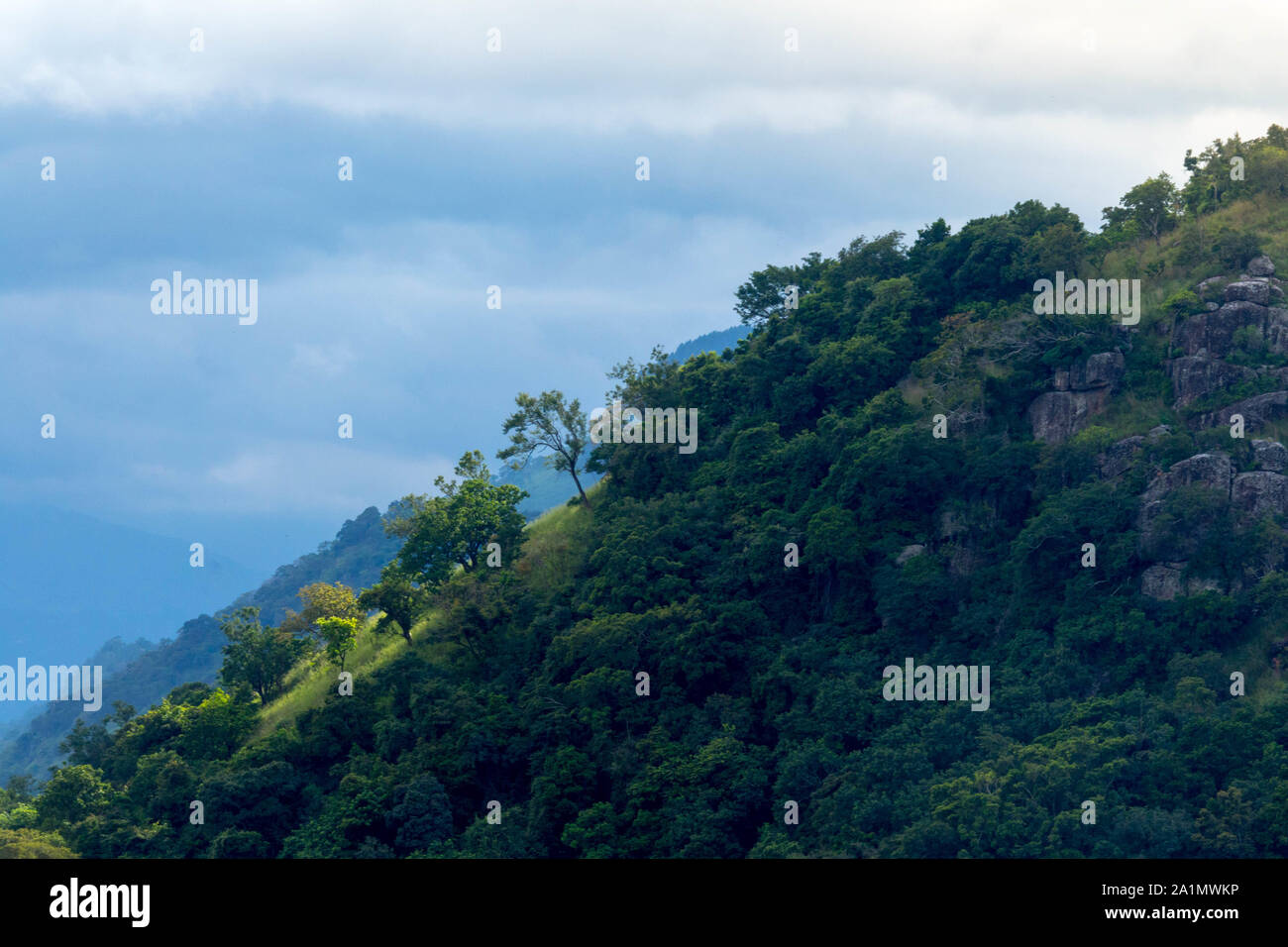 Morning view of trees grown on a top of the mountain Stock Photo - Alamy