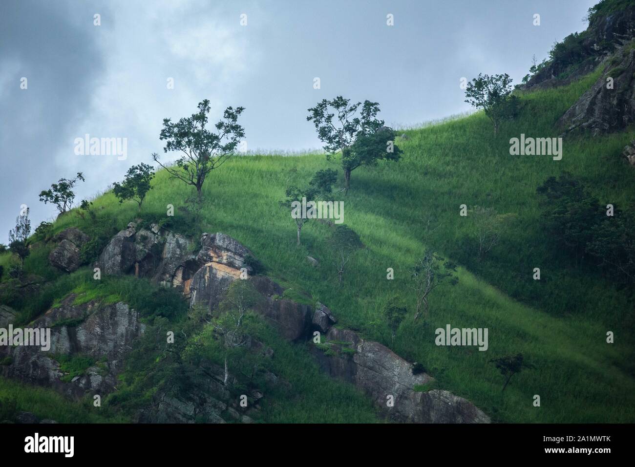Morning view of trees grown on a top of the mountain Stock Photo - Alamy