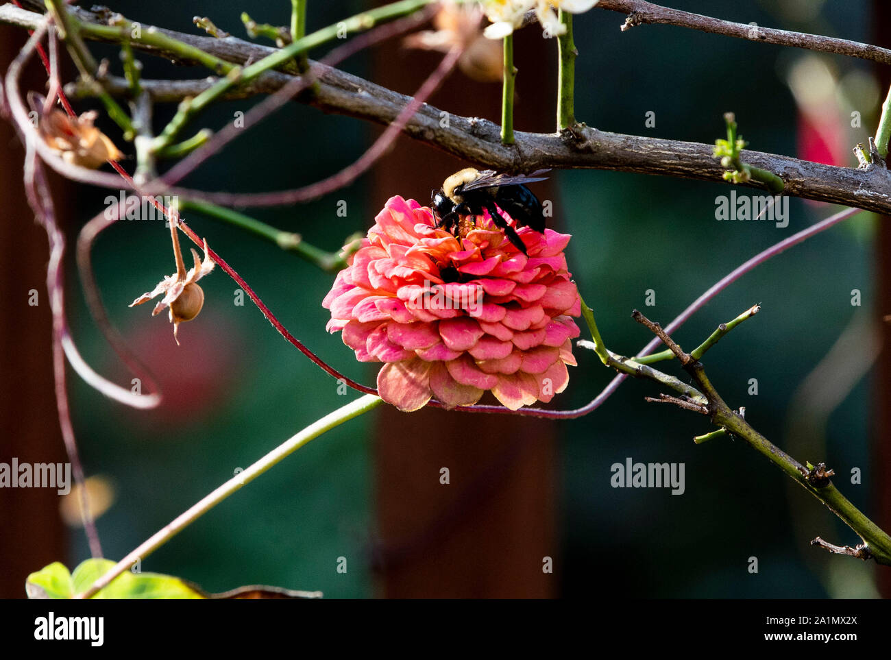 Polline hi-res stock photography and images - Alamy
