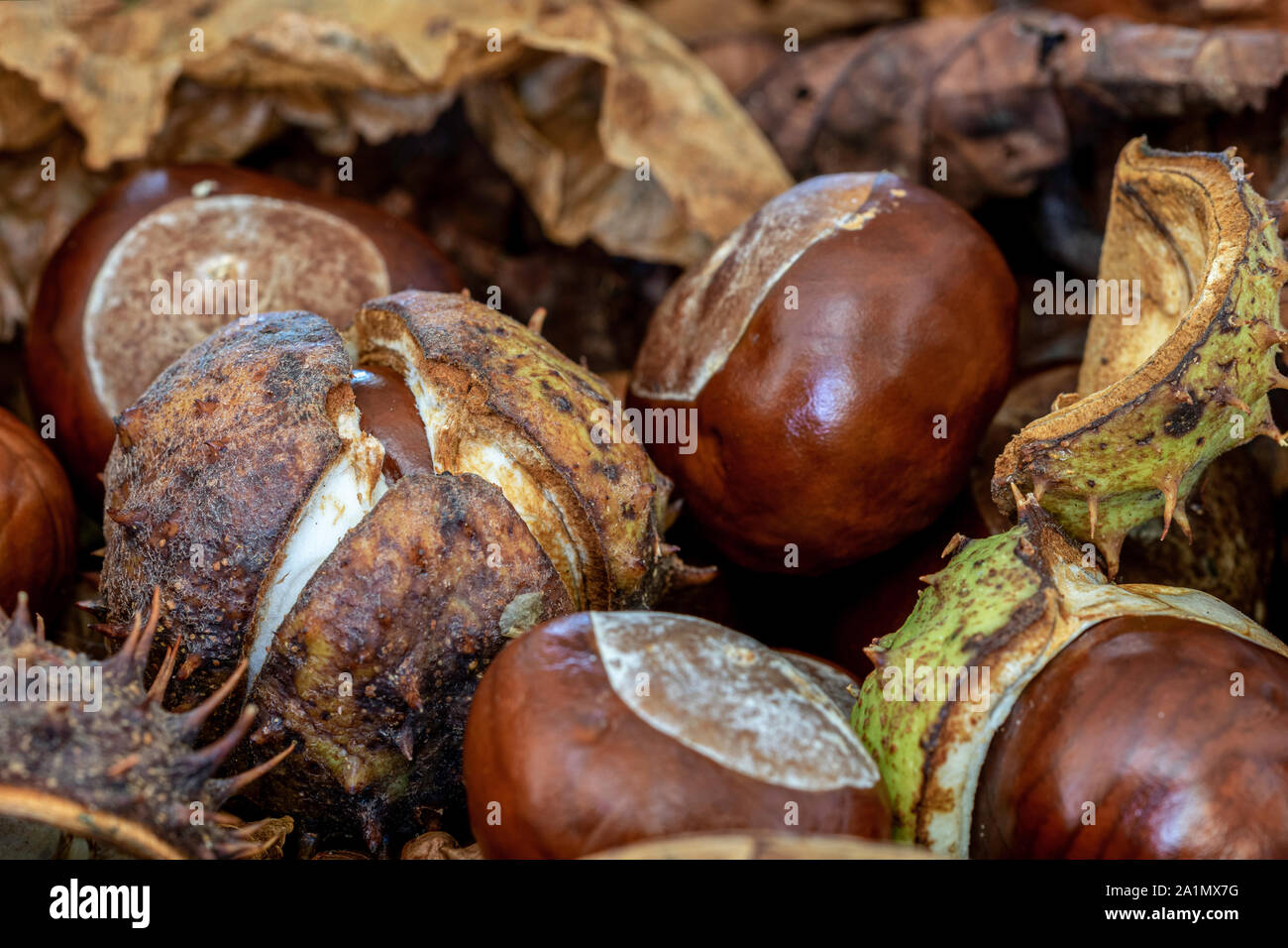 Conkers from the horse chestnut (Aesculus hippocastanum) with one ...