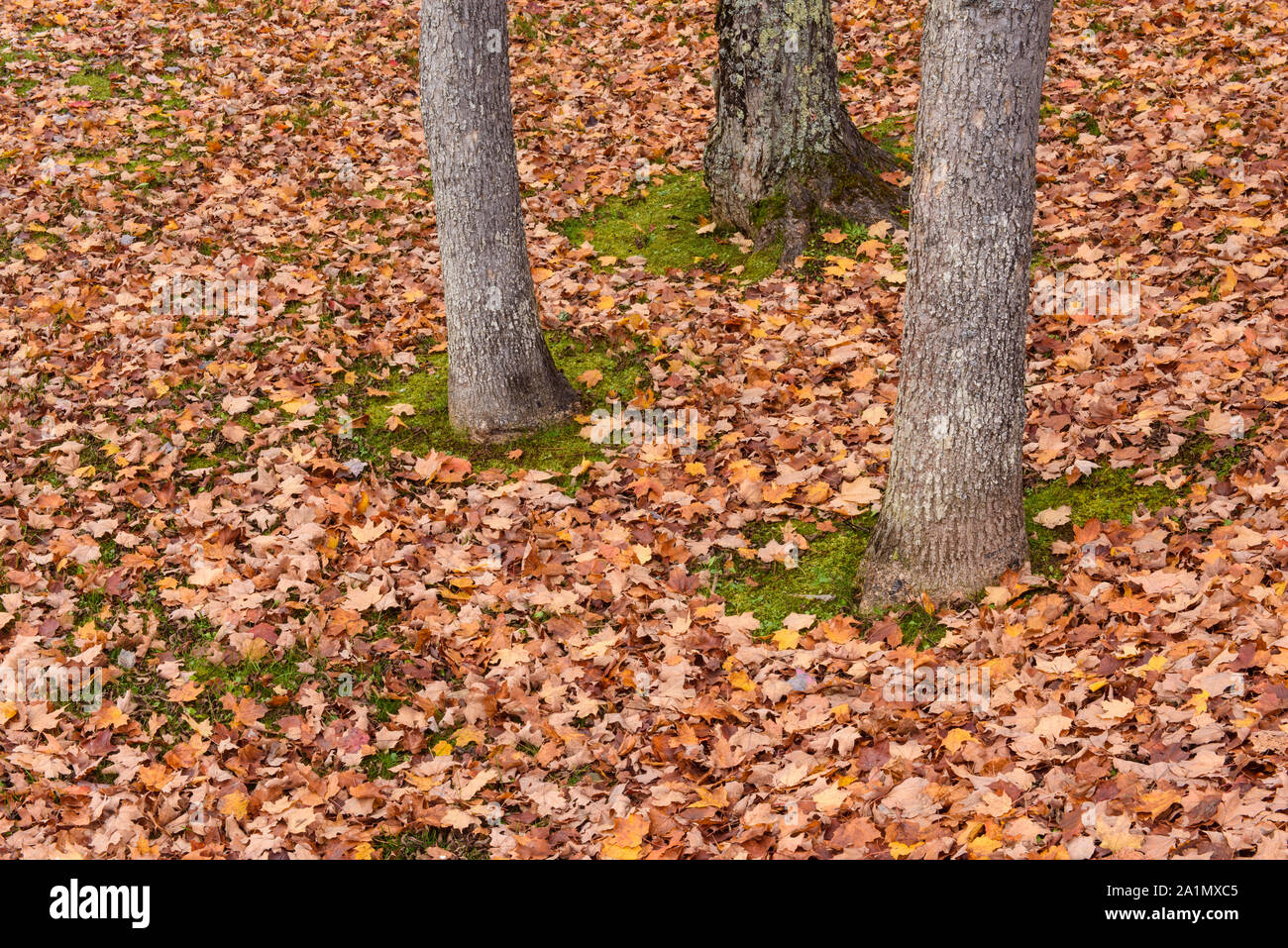 Tree trunks and fallen autumn leaves, Agate Falls Scenic Site ...