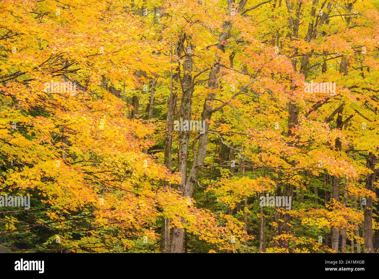 Hulberts hi-res stock photography and images - Alamy