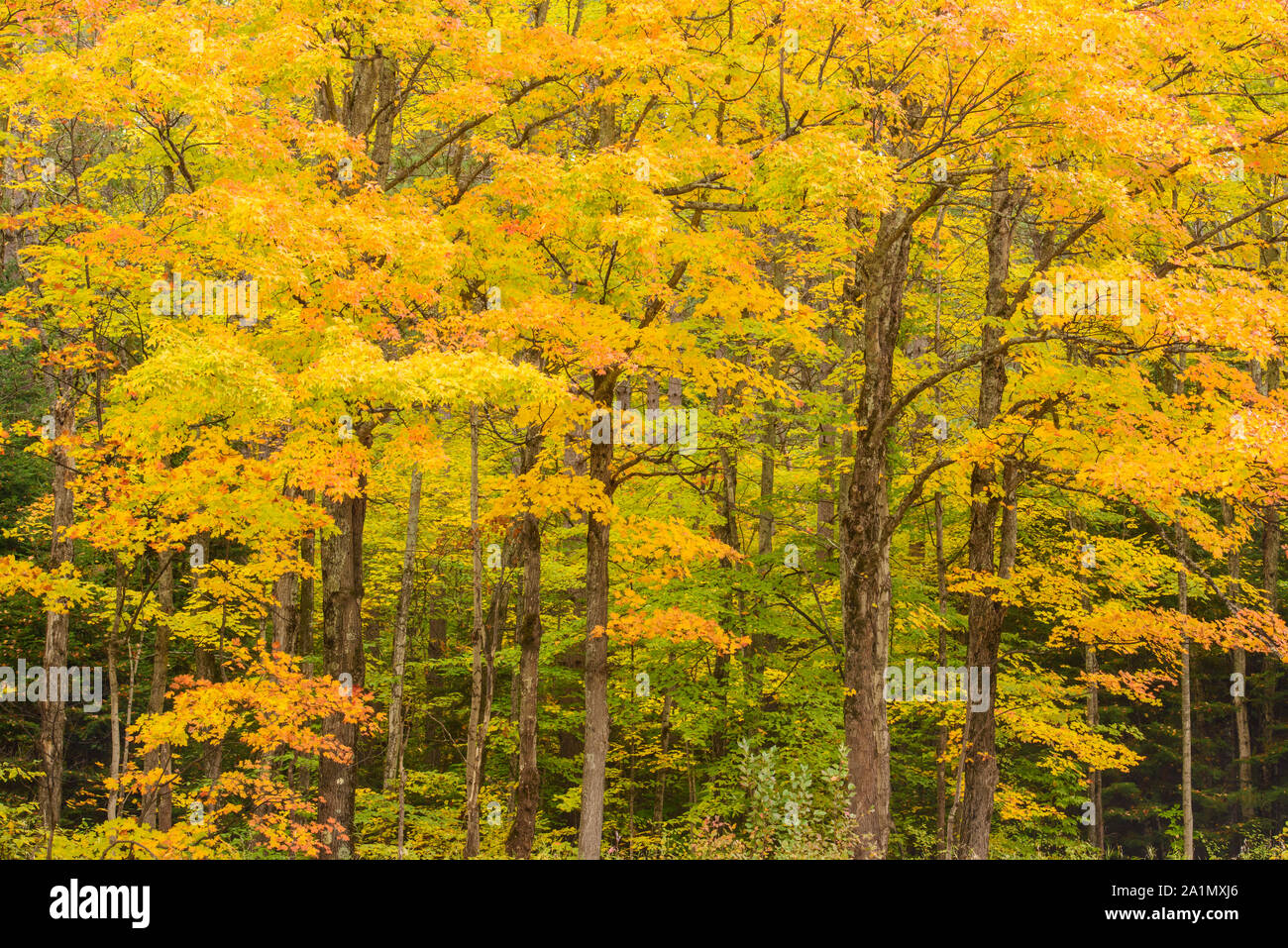 Hulberts hi-res stock photography and images - Alamy