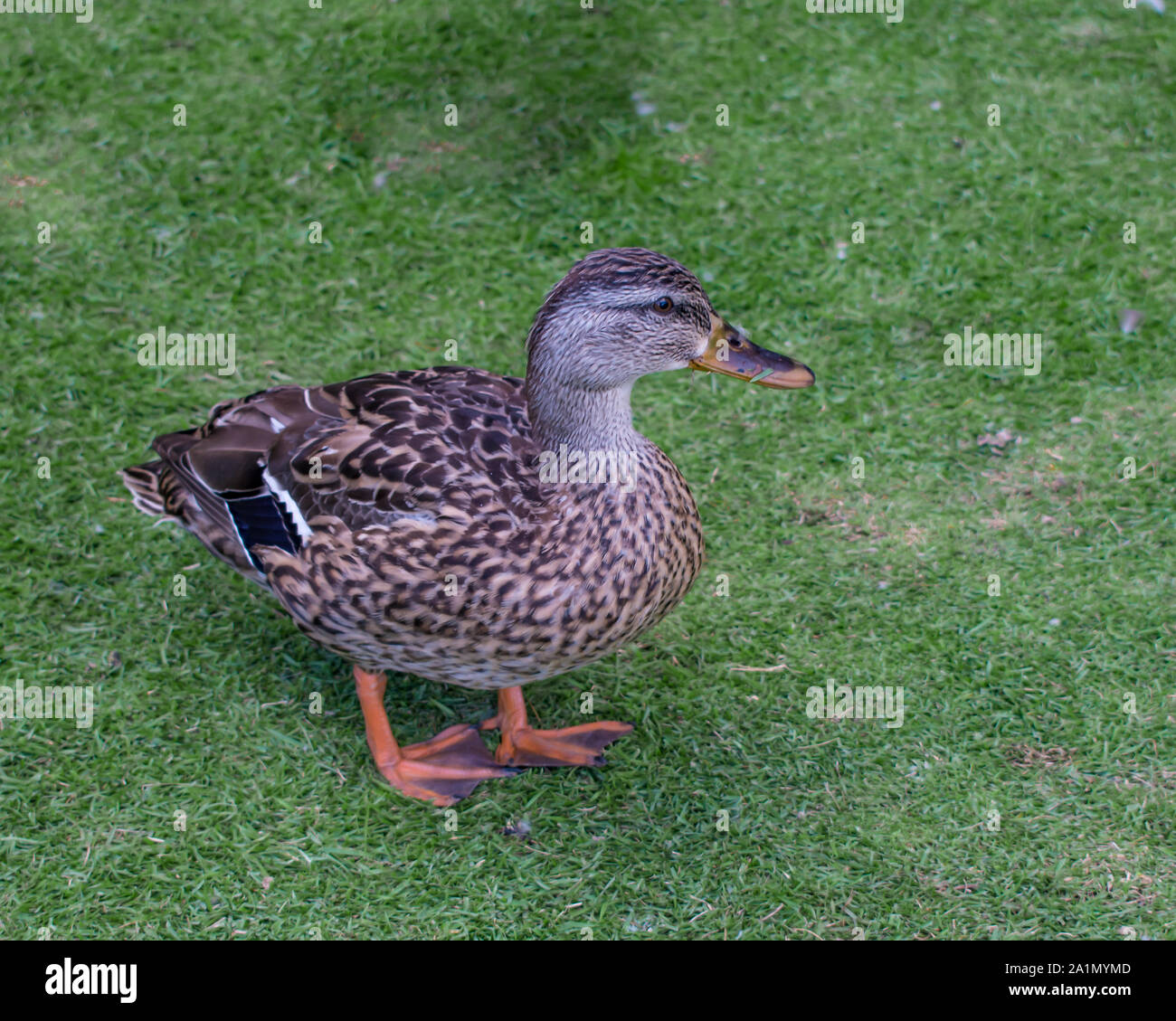 Duck on a lawn Stock Photo - Alamy