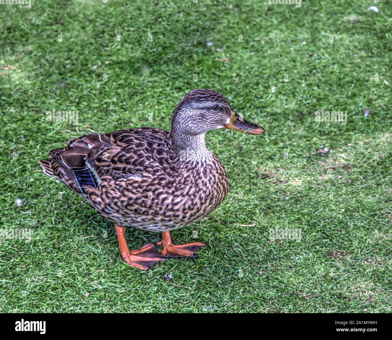 Duck on a lawn Stock Photo - Alamy