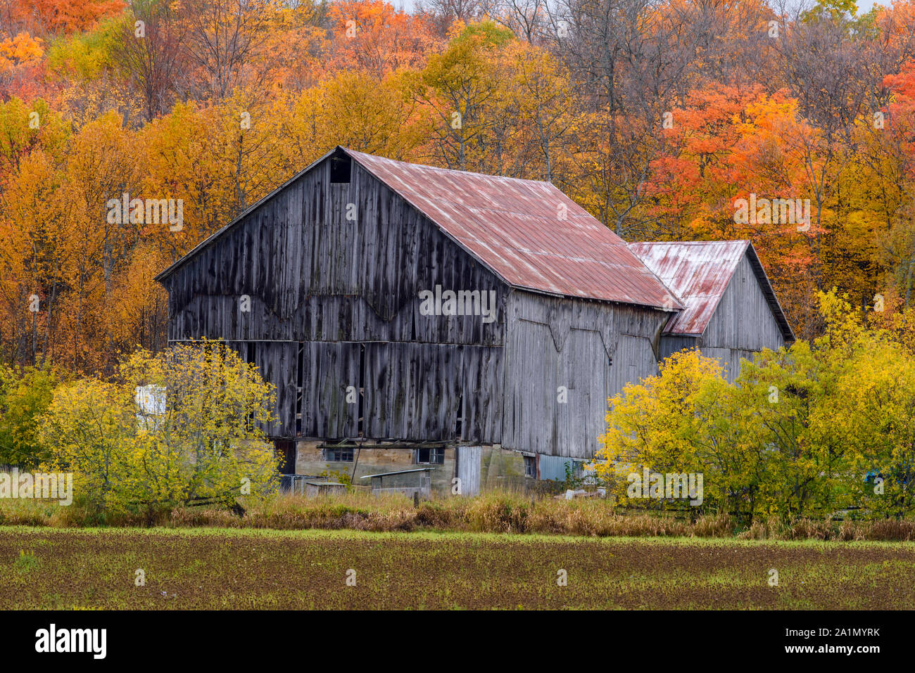 Barns and autumn forest, Townline Road, Manitoulin Island, Ontario ...