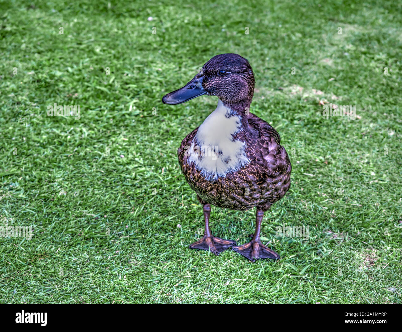 Duck on a lawn Stock Photo - Alamy