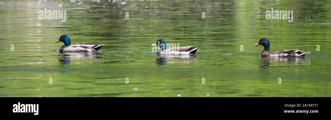 Ducks in single formation Stock Photo - Alamy