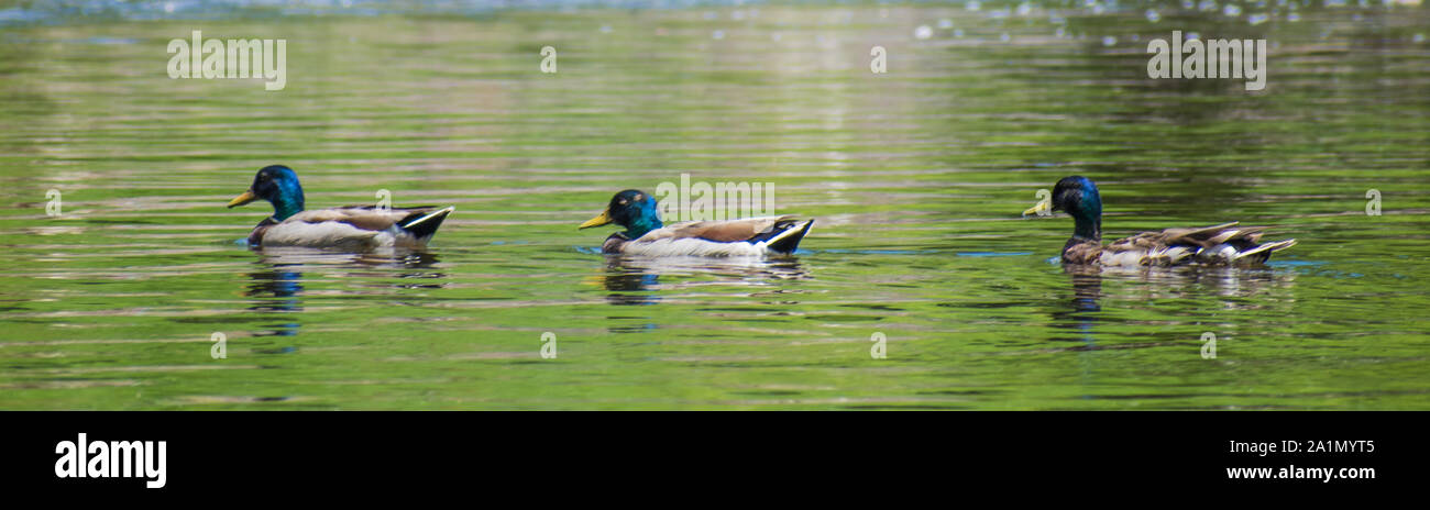 Duck formation hi-res stock photography and images - Alamy