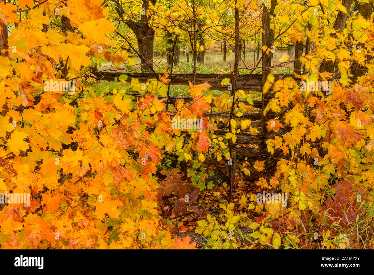 Autumn maples and cedar split-rail fence, Townline Road, Manitoulin ...