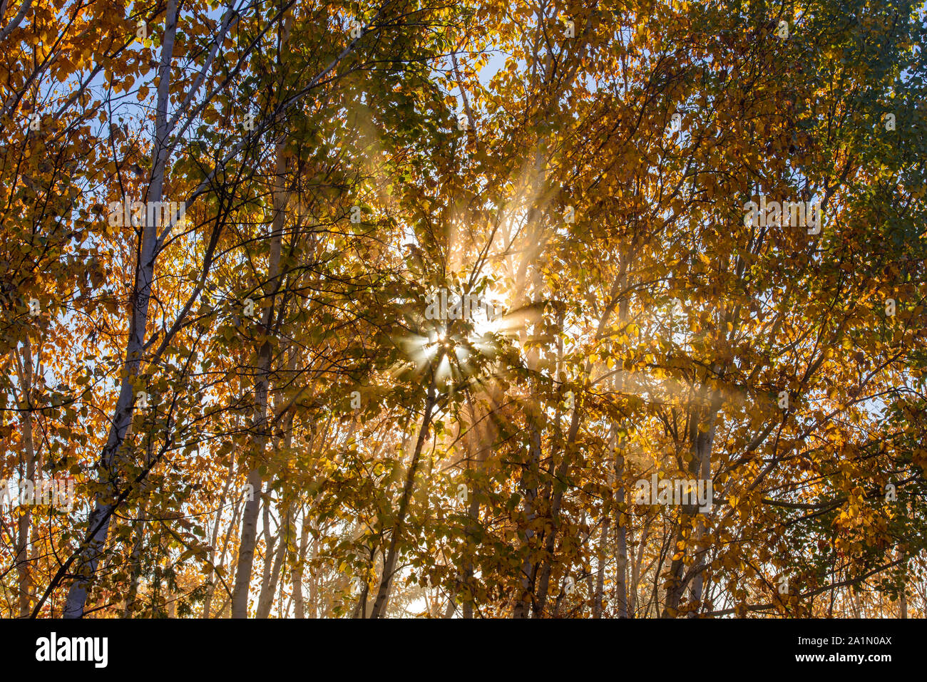 Sun shining through fog hi-res stock photography and images - Alamy