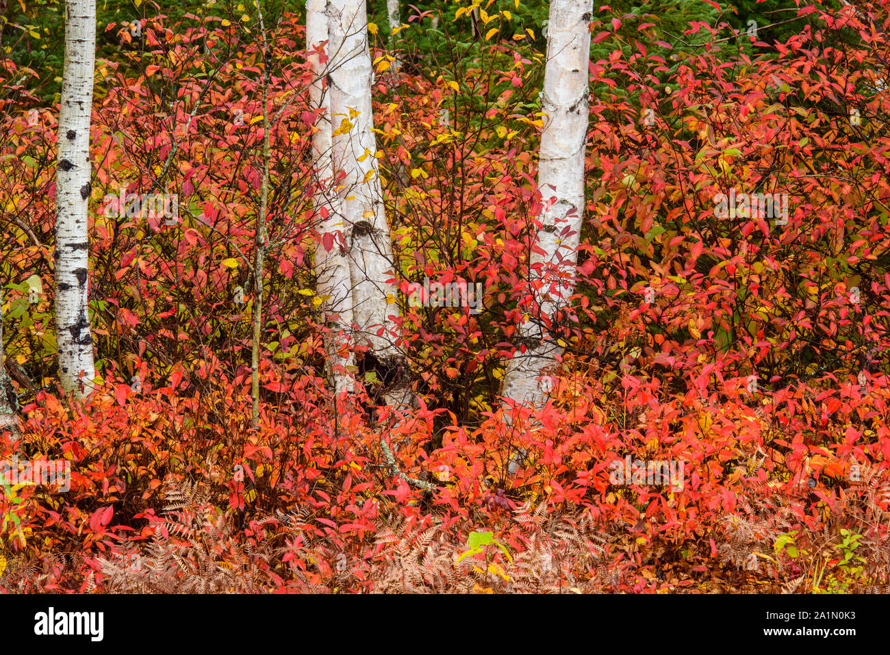 Roadside birch tree trunks with a surrounding understory of northern ...