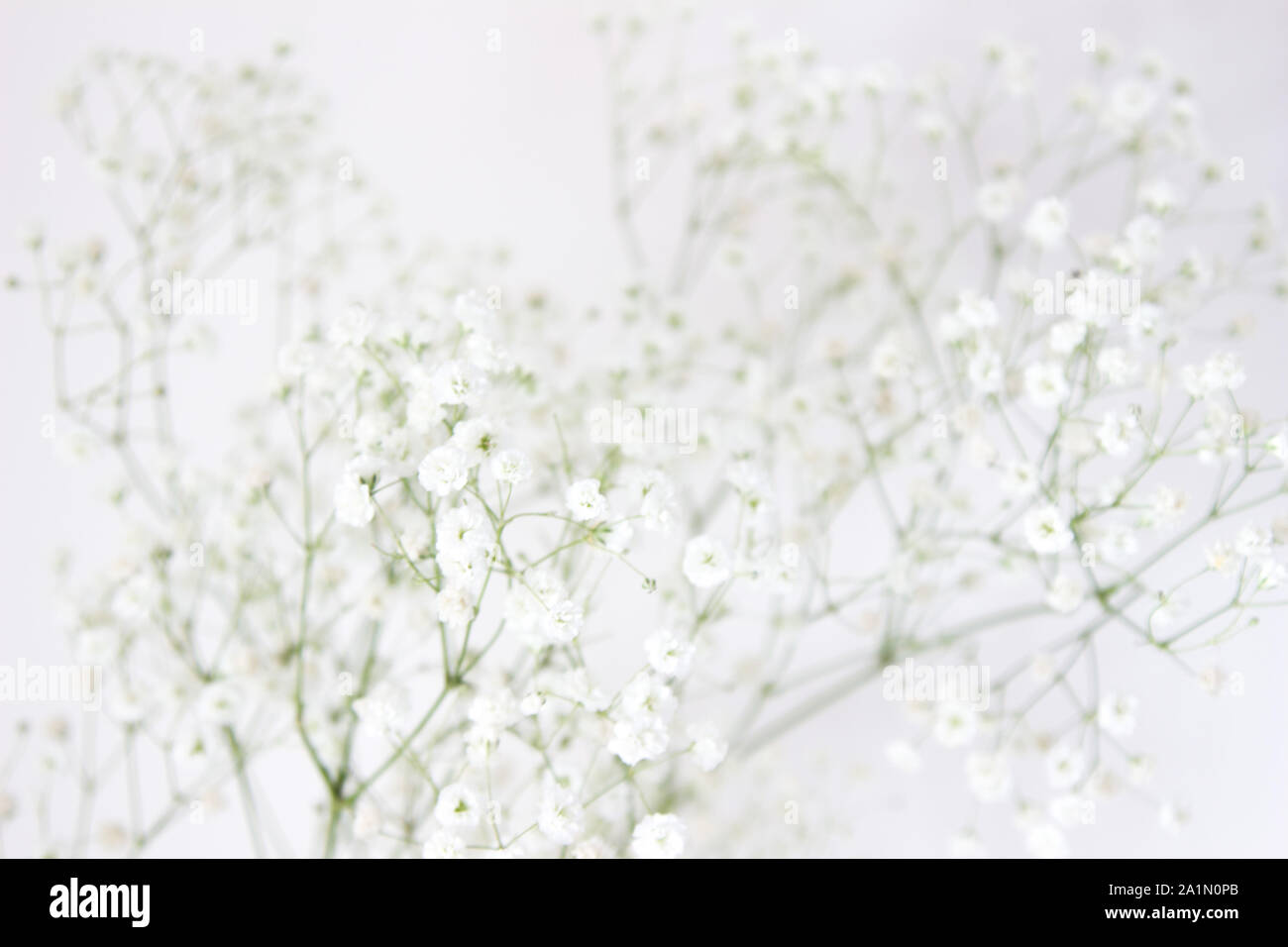 Baby breath plant hi-res stock photography and images - Alamy
