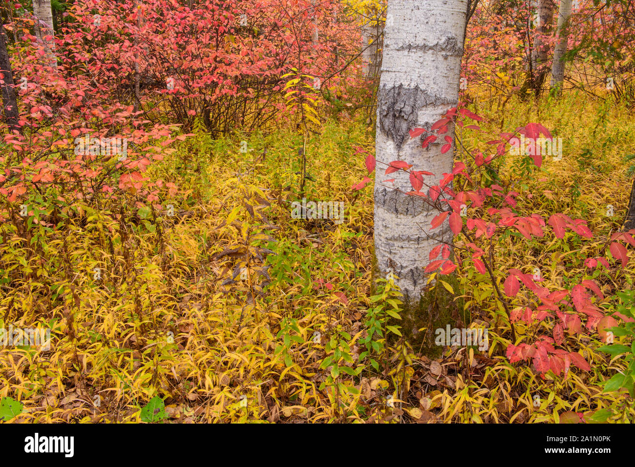 Northern wild raisin shrub in autumn colour, with aspen tree trunks ...