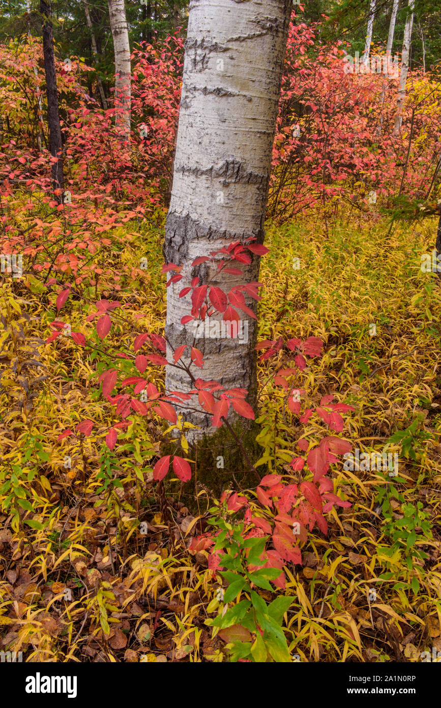 Raisin Tree High Resolution Stock Photography and Images - Alamy