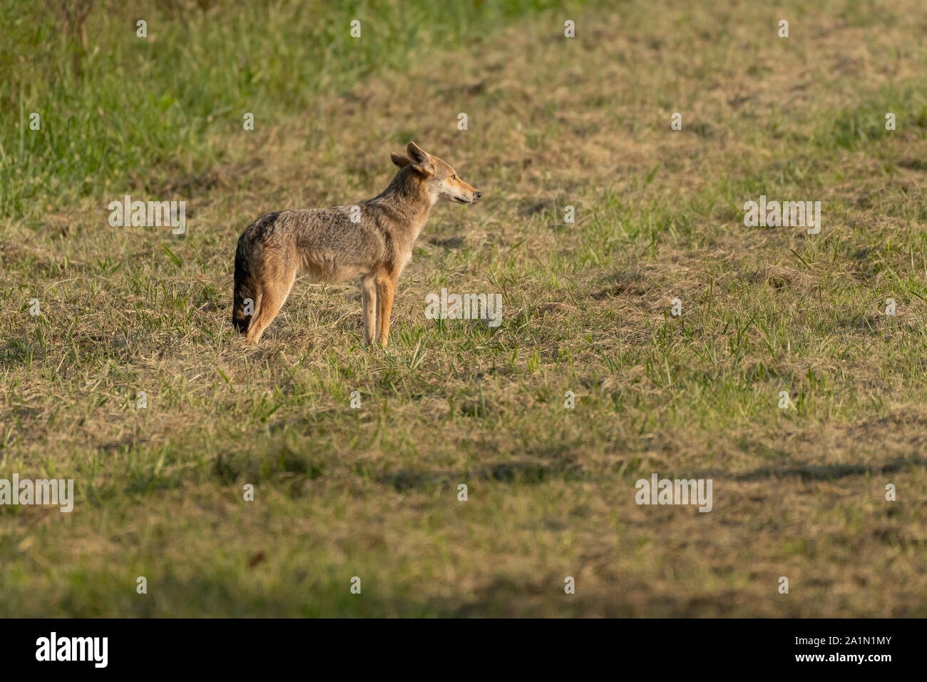 Coyote Stands At Attention Stock Photo - Alamy