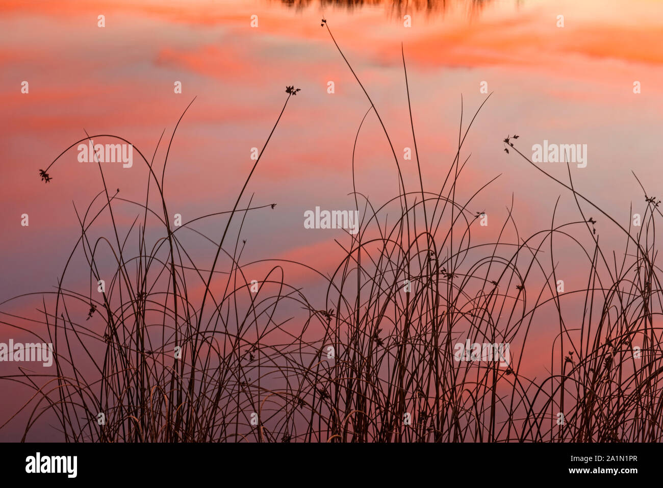 Images of reeds hi-res stock photography and images - Alamy