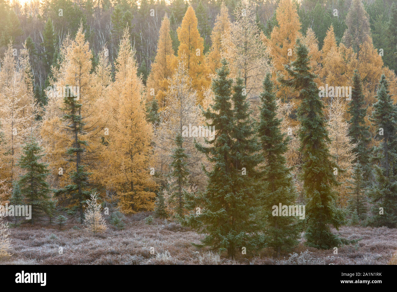 Frost mist and dawn colors hi-res stock photography and images - Alamy
